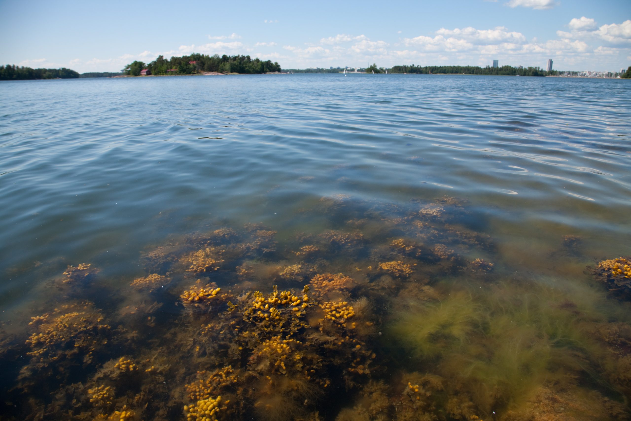 VELMU-uutiskirje 5/2021 | Ympäristö NYT